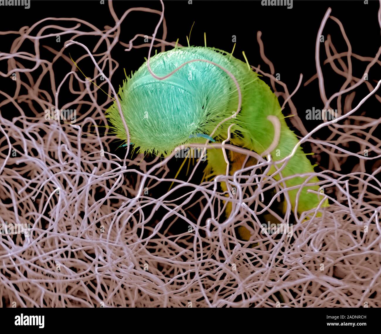 Carpet beetle larva. Coloured scanning electron micrograph (SEM) of a ...