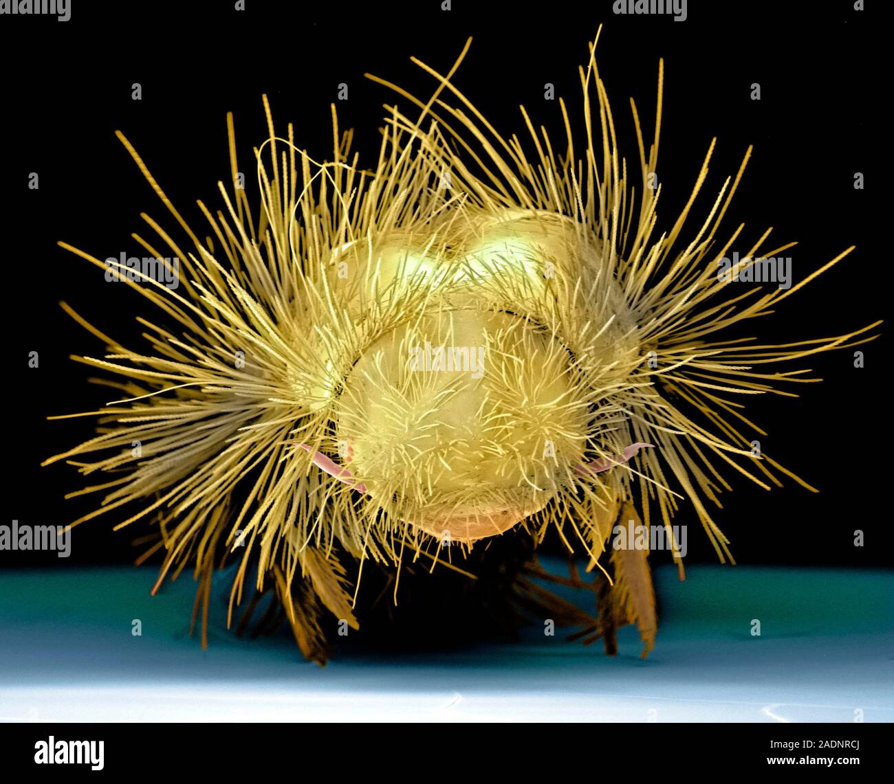 Wardrobe beetle larva. Coloured scanning electron micrograph (SEM) of a ...