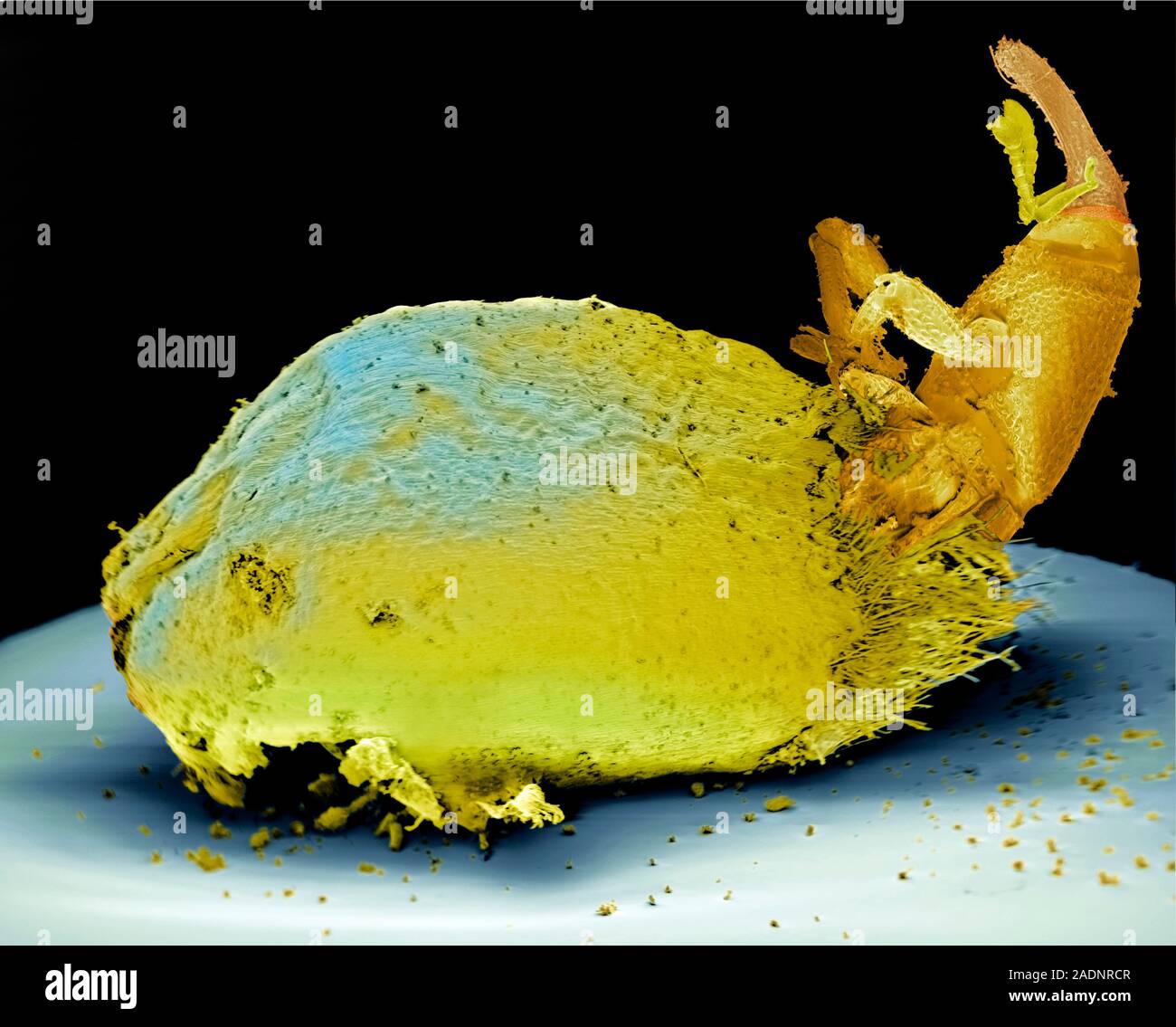 Granary weevil. Coloured scanning electron micrograph (SEM) of an adult ...