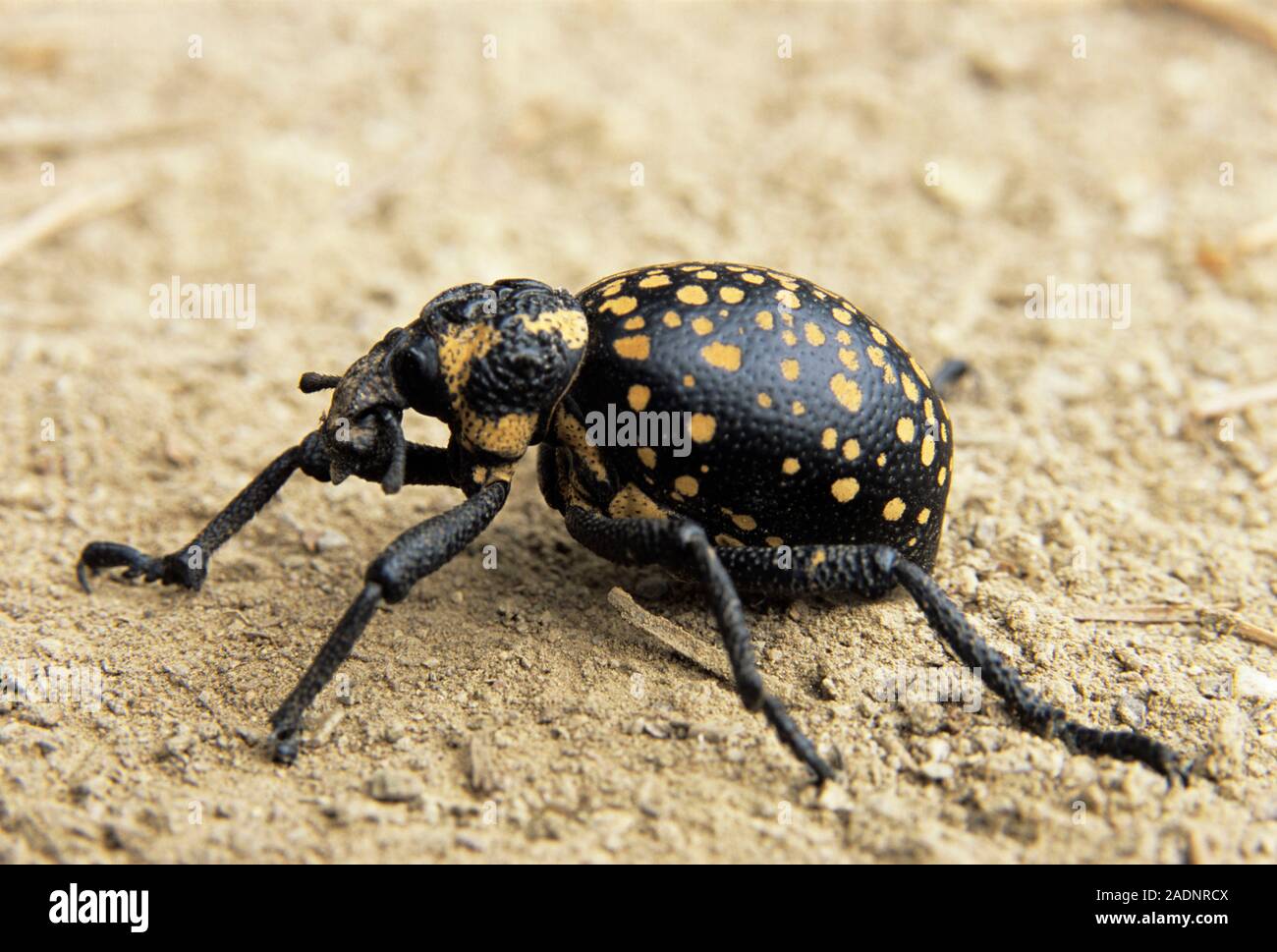 Weevil (Brachycerus sp.). Weevils are also known as snout beetles due ...