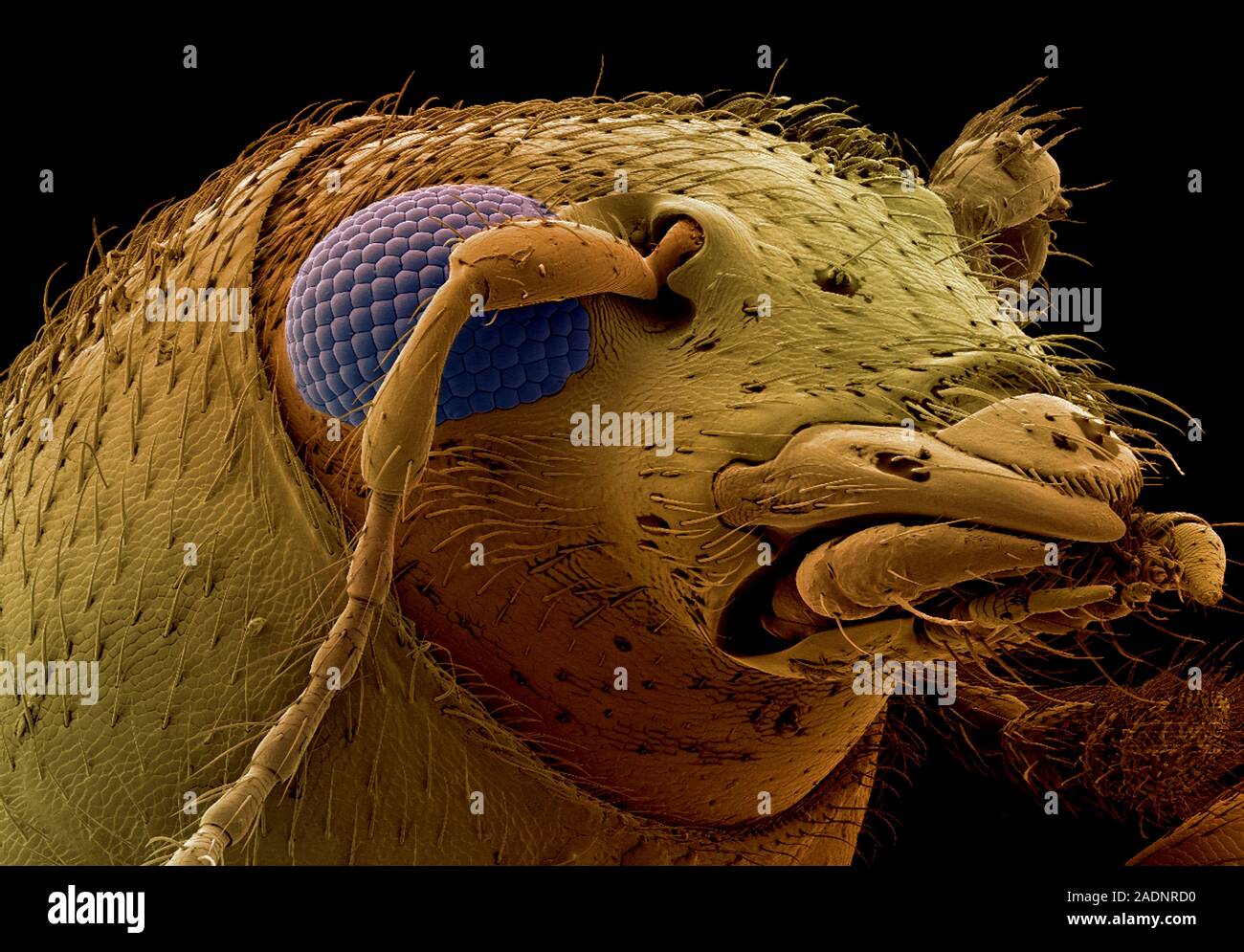 Weevil head. Coloured scanning electron micrograph (SEM) of the head of ...