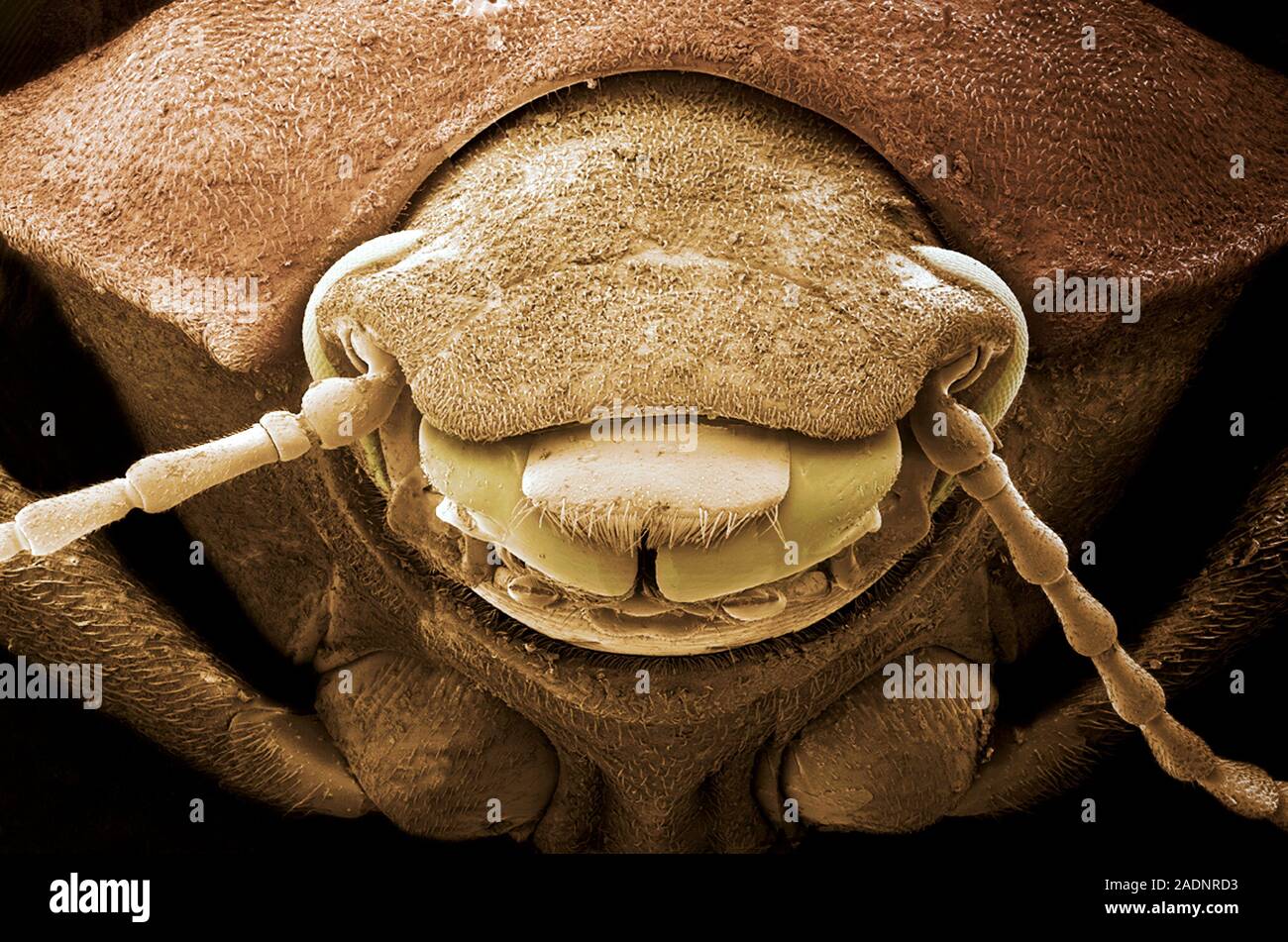 Fregate beetle. Coloured scanning electron micrograph (SEM) of the head ...