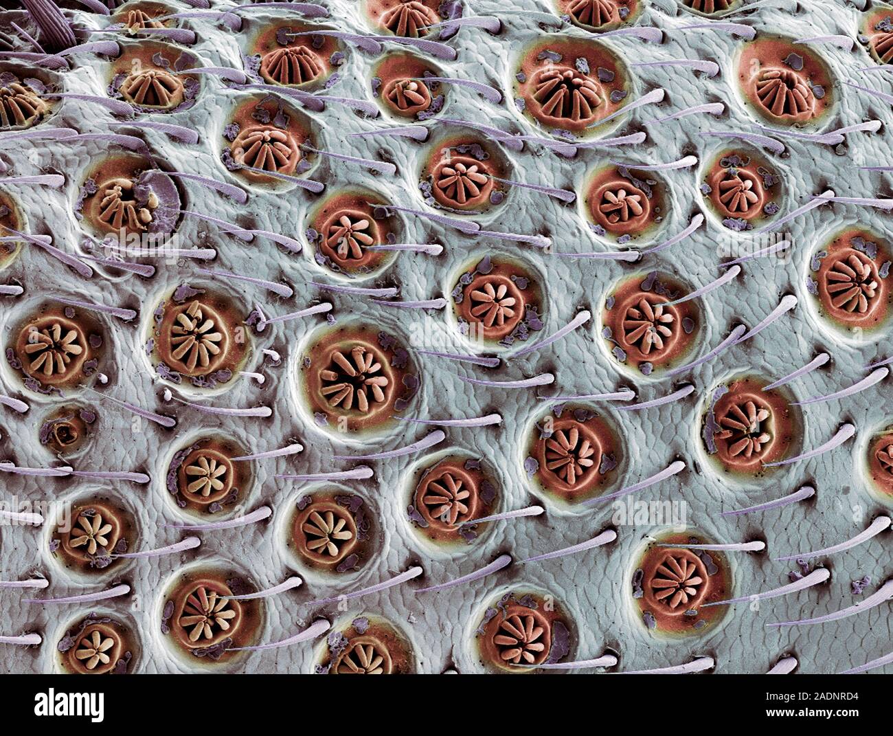 Beetle antenna. Coloured scanning electron micrograph (SEM) of the ...
