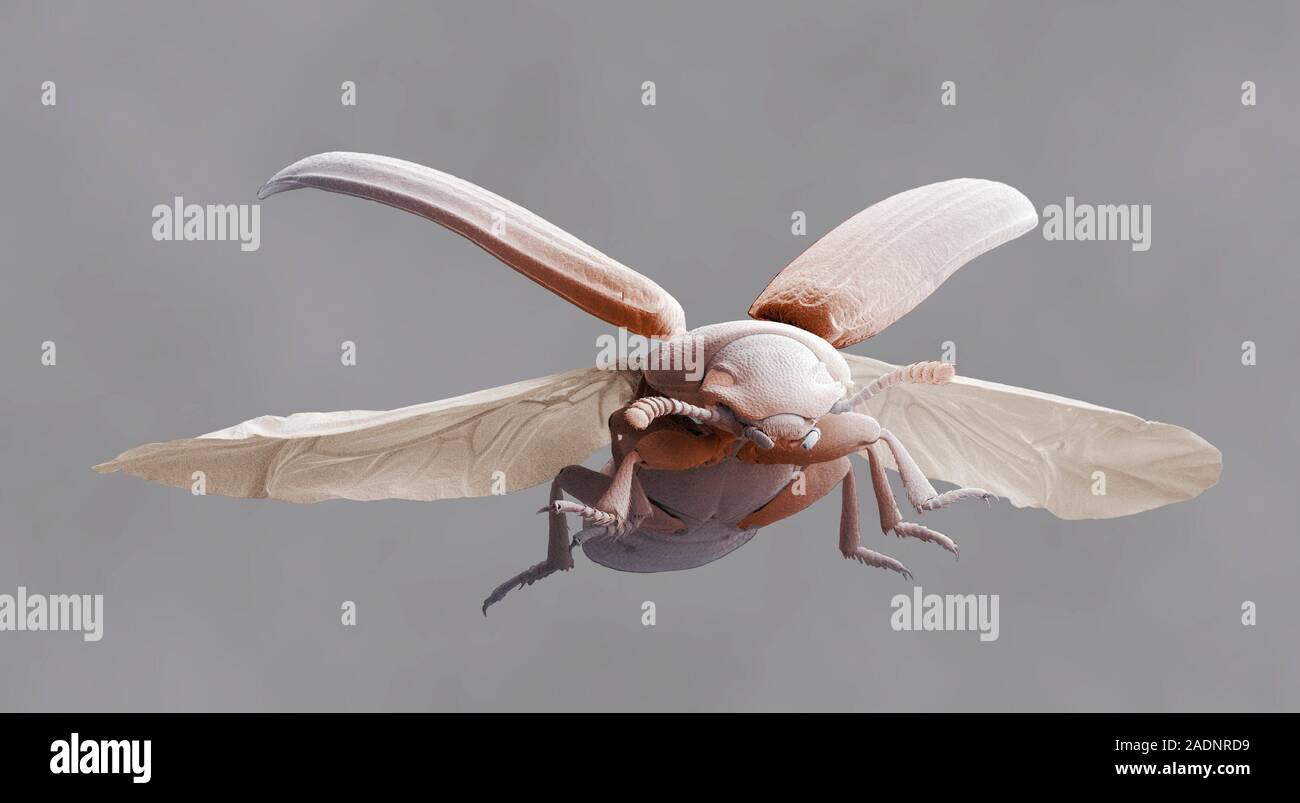 Red flour beetle. Coloured scanning electron micrograph of a red flour ...