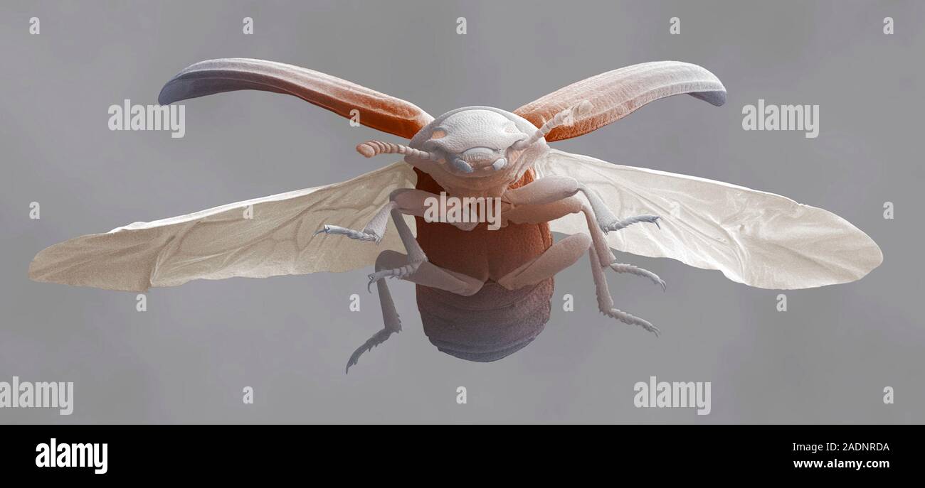 Red flour beetle. Coloured scanning electron micrograph of a red flour ...