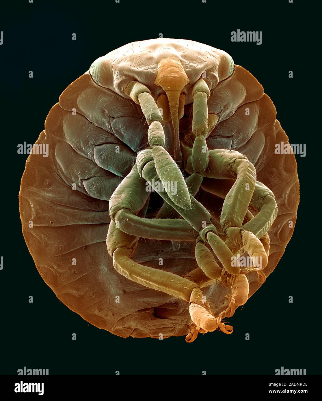 Beetle. Coloured scanning electron micrograph (SEM) of the underside of ...