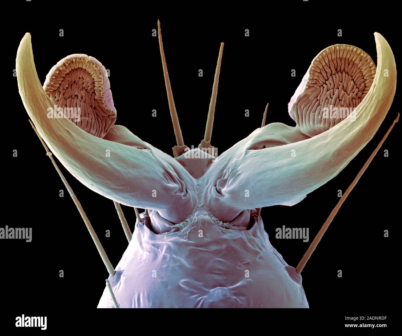 Insect foot. Coloured electron micrograph (SEM) of an unidentified ...