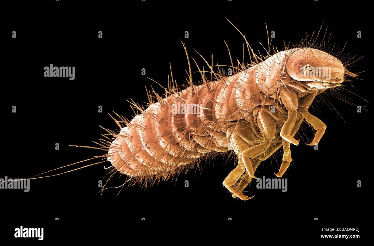 Beetle larva. Coloured scanning electron micrograph (SEM) of a beetle ...