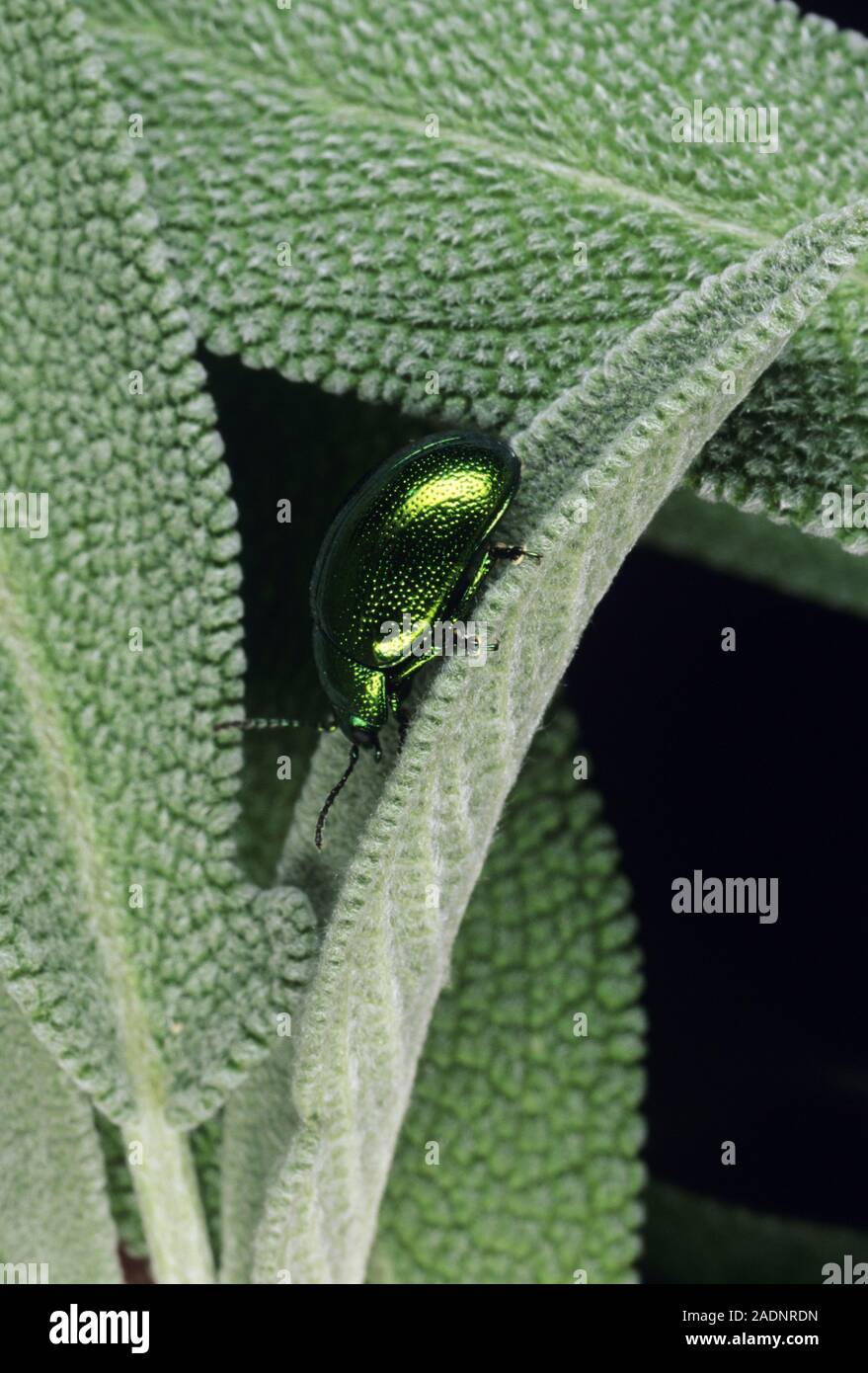 Jewel beetle, family Buprestidae, on a sage leaf (Salvia sp Stock Photo ...