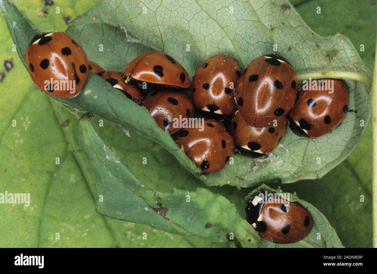 Seven-spot ladybirds (Coccinella septempunctata) roosting on a leaf in ...