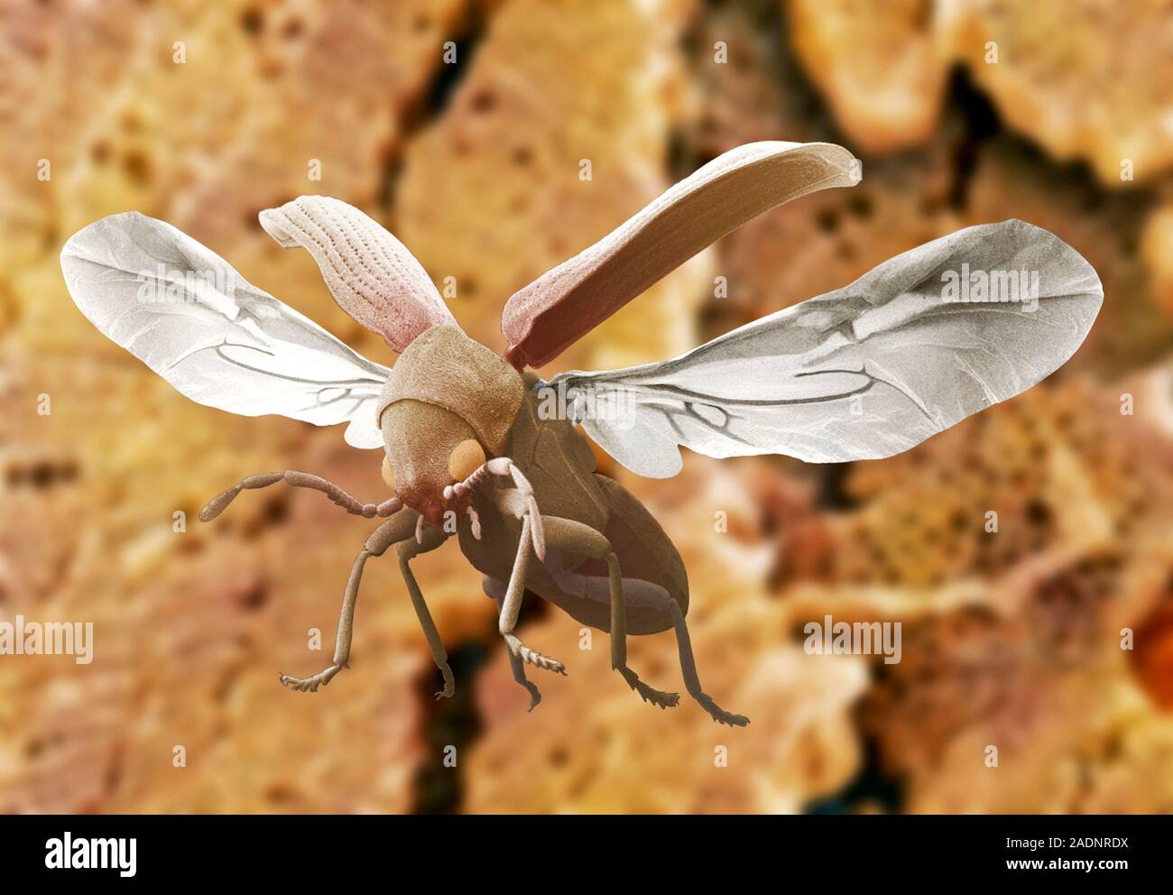 Woodworm beetle (Anobium punctatum) in flight. Computer manipulated ...