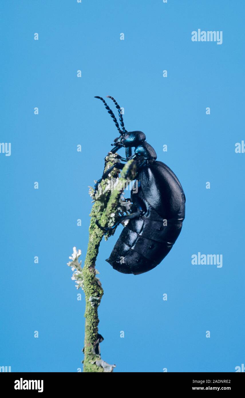 Oil beetle (Meloe sp.). Once common throughout Britain, the oil beetle ...