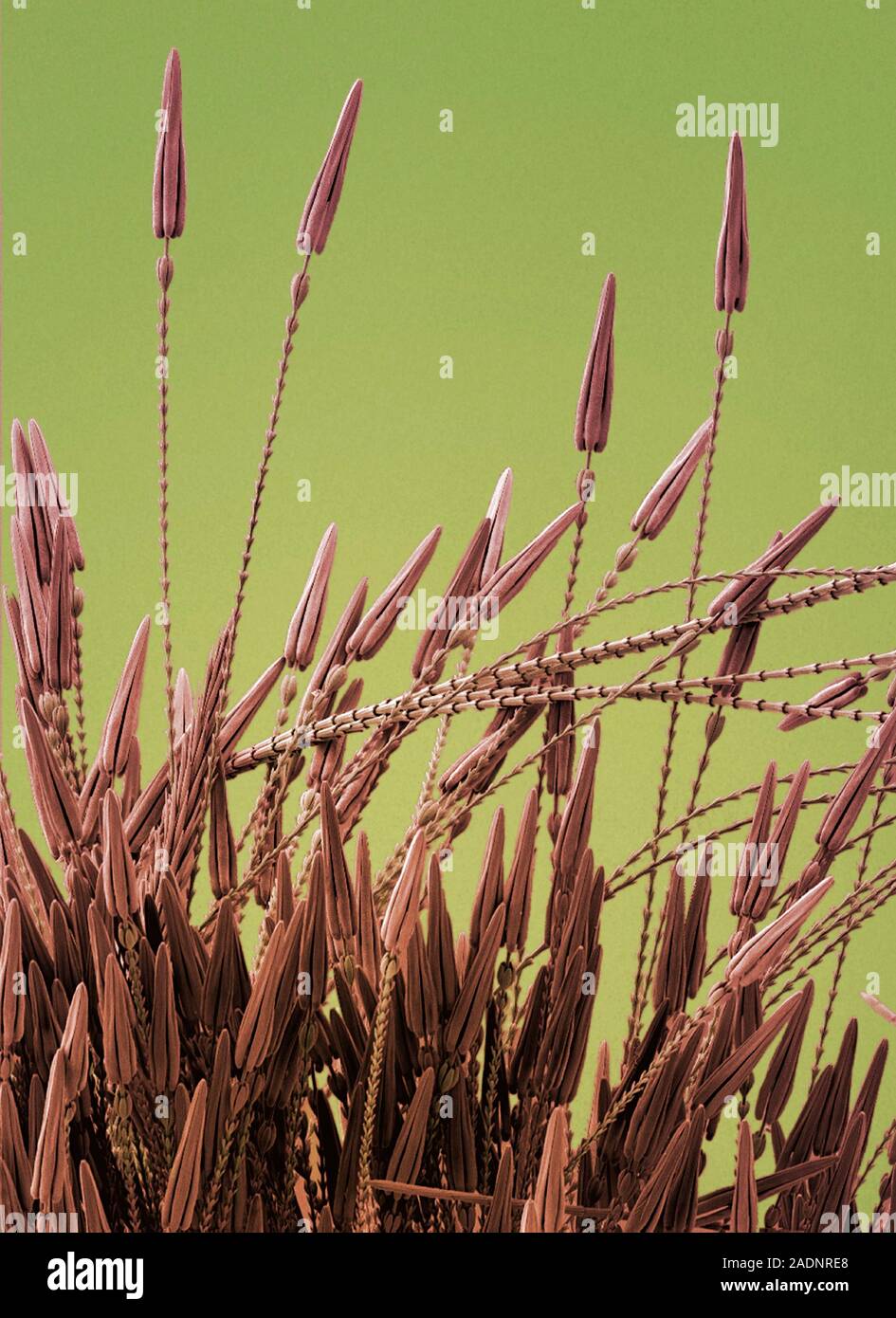 Beetle larva hairs. Coloured scanning electron micrograph (SEM) of ...