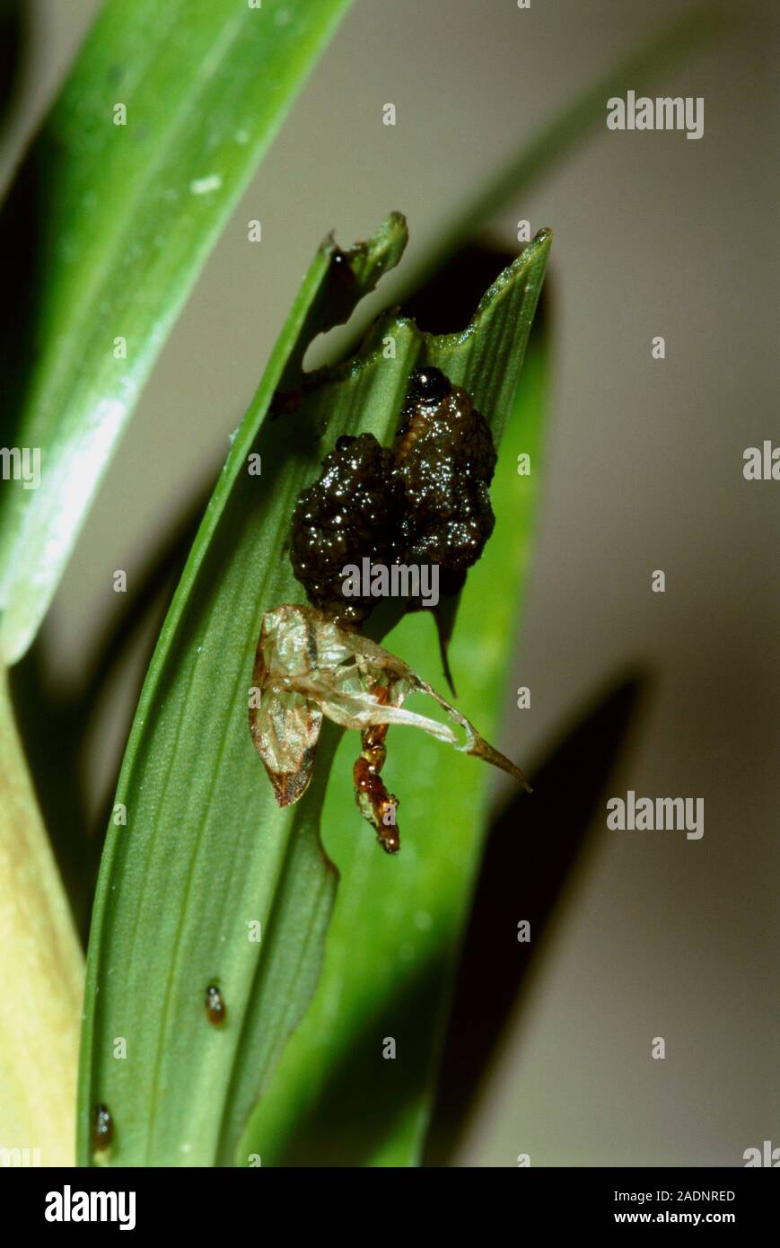 Scarlet lily beetle larva (Lilioceris lilii) on a lily leaf (Lilium sp ...