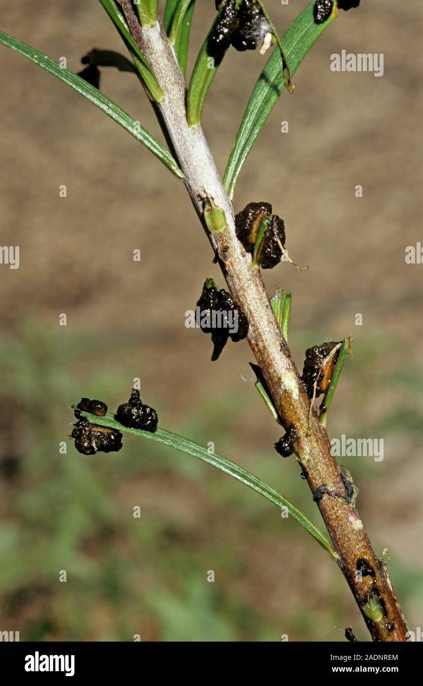 Scarlet lily beetle larvae (Lilioceris lilii) on a lily plant (Lilium ...