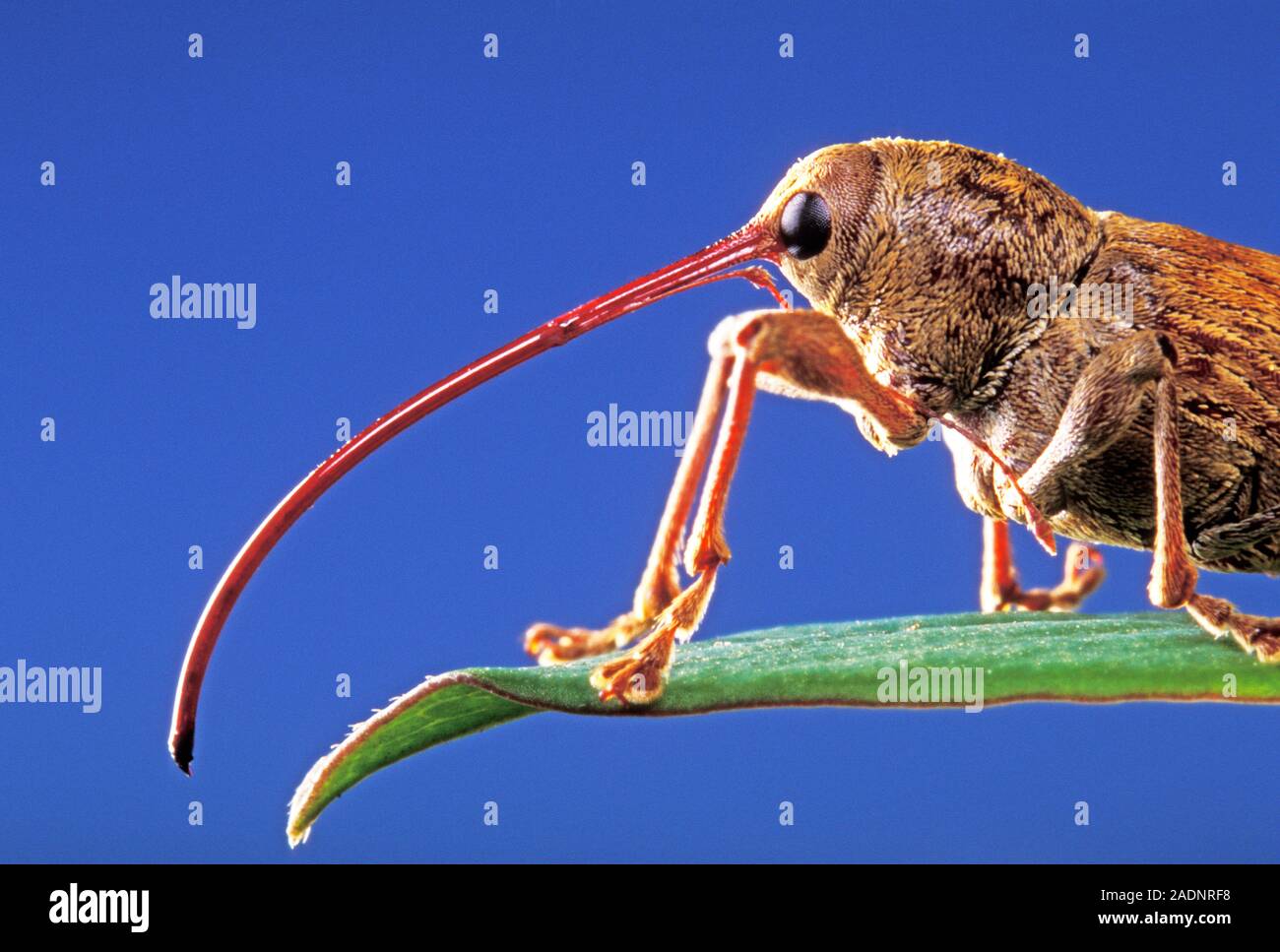 Weevil (Balaninus elephas) standing on a leaf. The weevil is ...