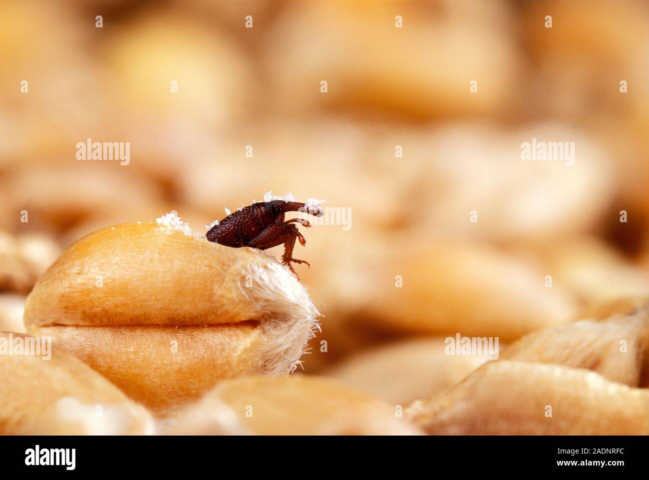 Grain weevil (Stiophilus granarius) feeding on cereal grain. This ...
