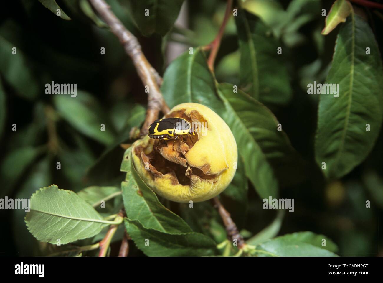 African fruit beetle (Pachnoda sinuata) eating a peach. Insect pests ...