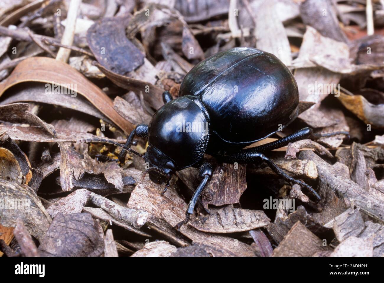 Tok-tokkie beetle (Psammodes striatus). This beetle can reach 6.5 ...