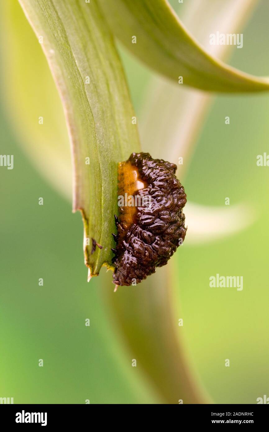 Scarlet lily beetle larva (Lilioceris lilii) on a lily leaf (Lilium sp ...