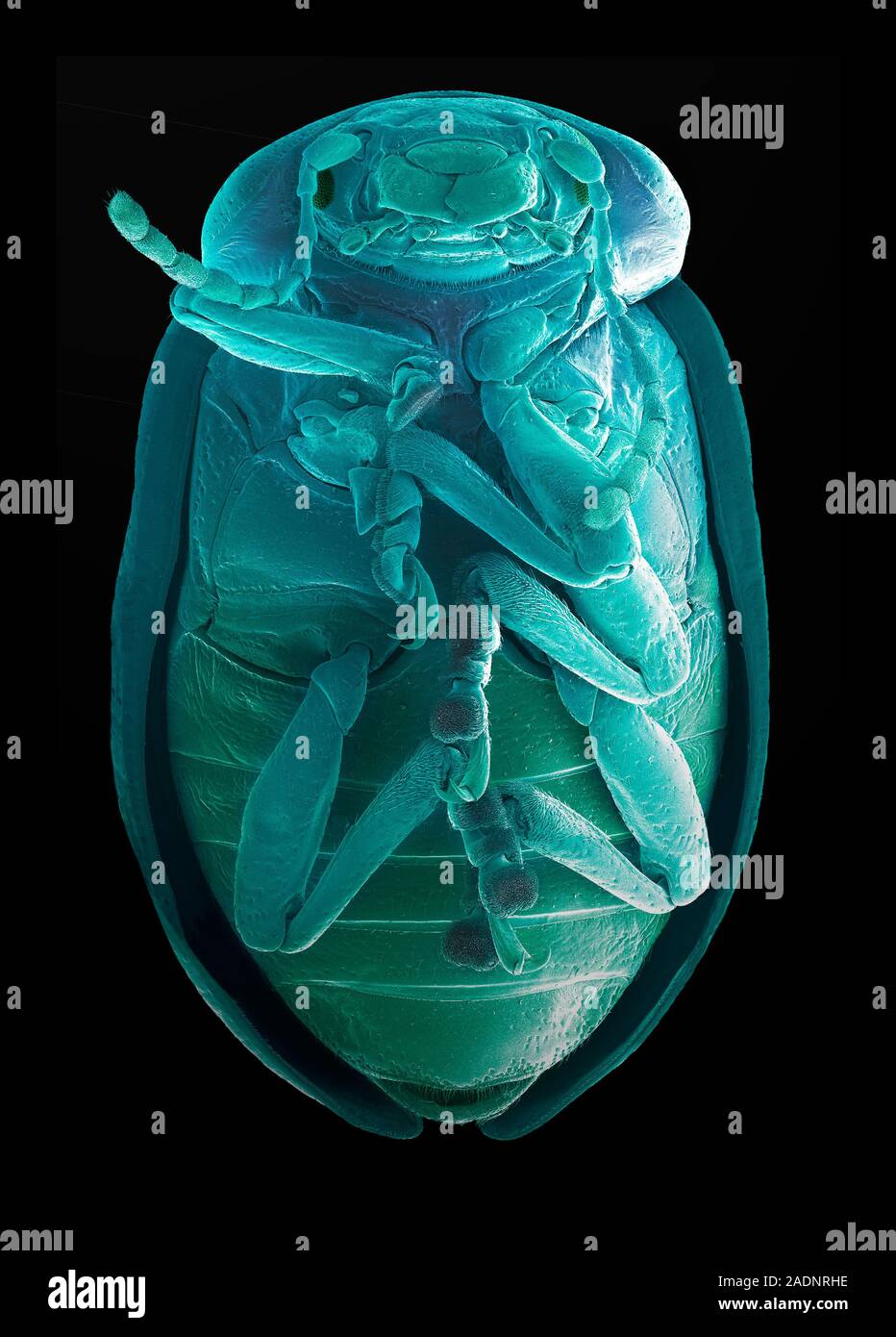 Leaf beetle. Coloured scanning electron micrograph (SEM) of the underside of a leaf beetle ...