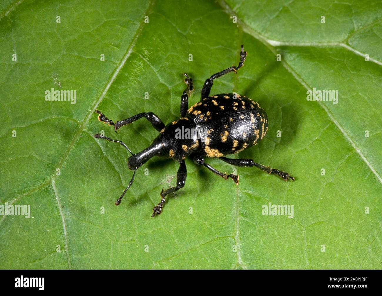 Weevil (Liparus glabrirostris) on a butterbur leaf (Petasites sp ...
