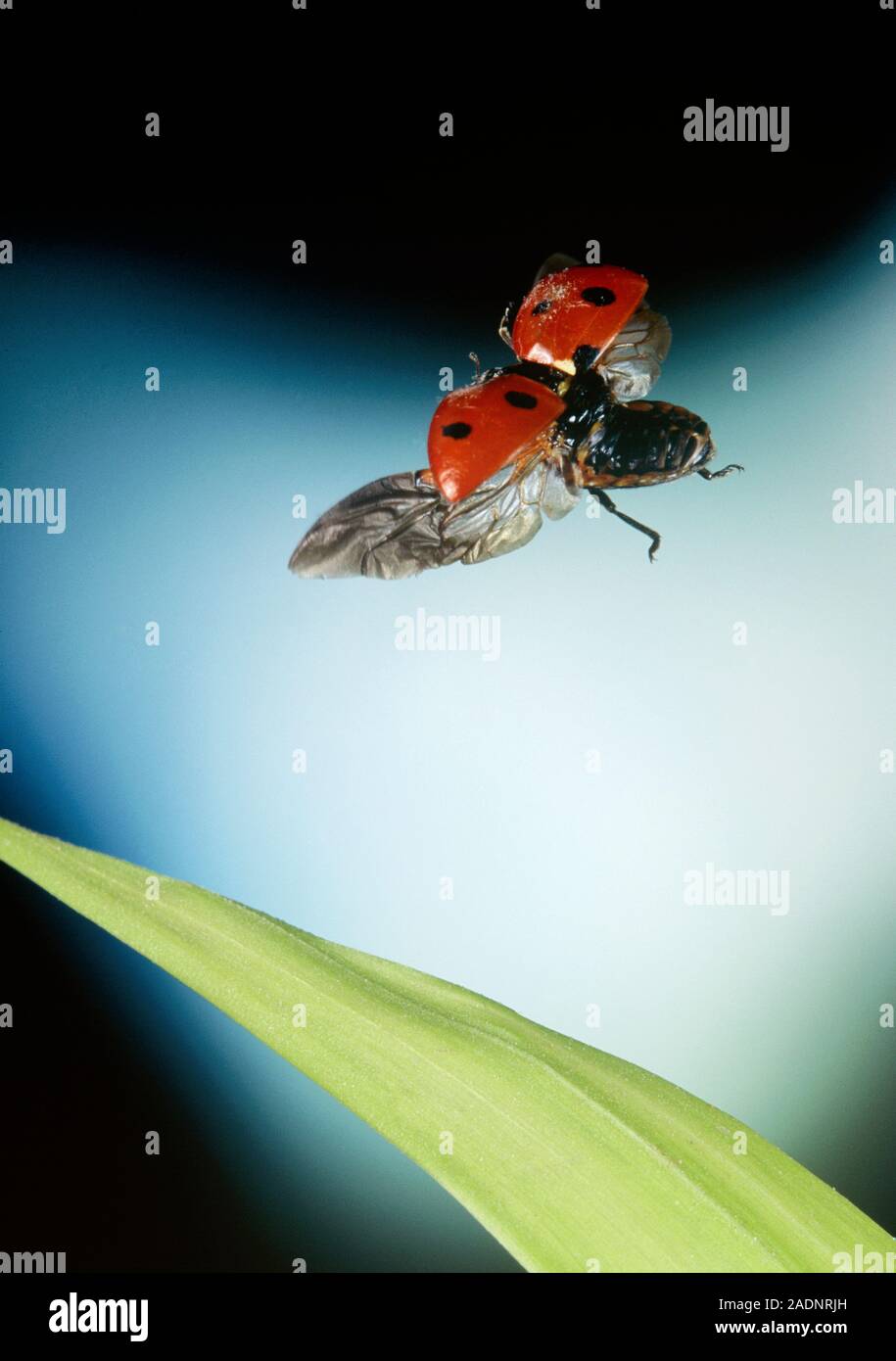 Seven-spot ladybird (Coccinella septempunctata) in flight over a leaf ...