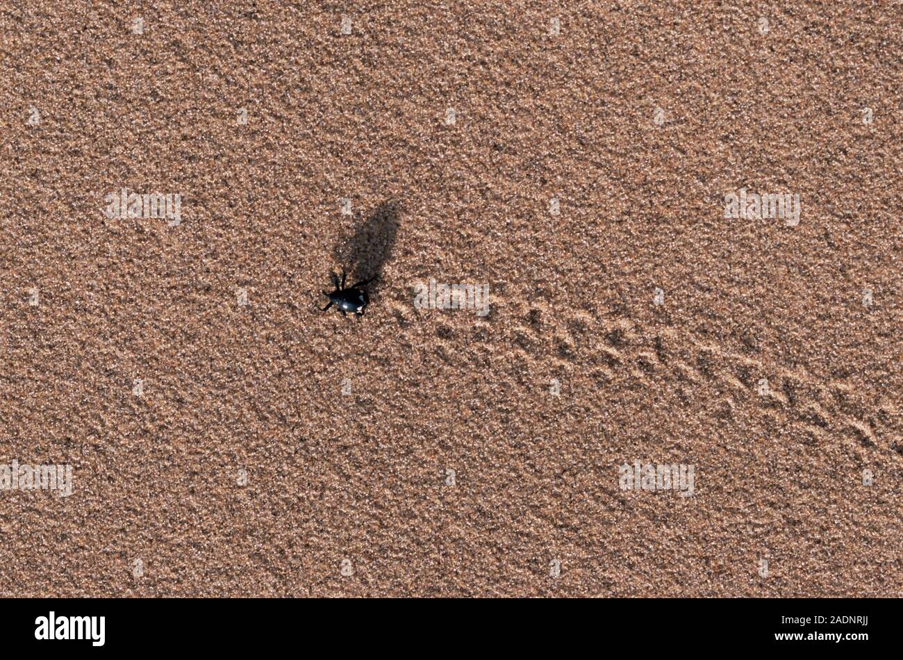 Weevil walking across sand. Photographed in the Namib desert, Namibia ...
