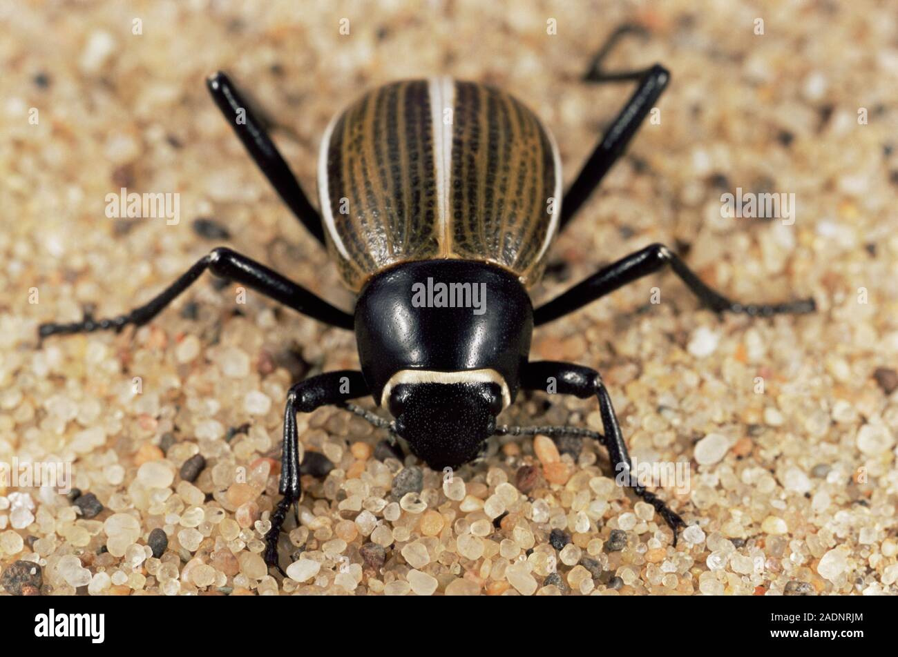 Tenebrionid beetle (Order Tenebrionidae). This beetle has a ...