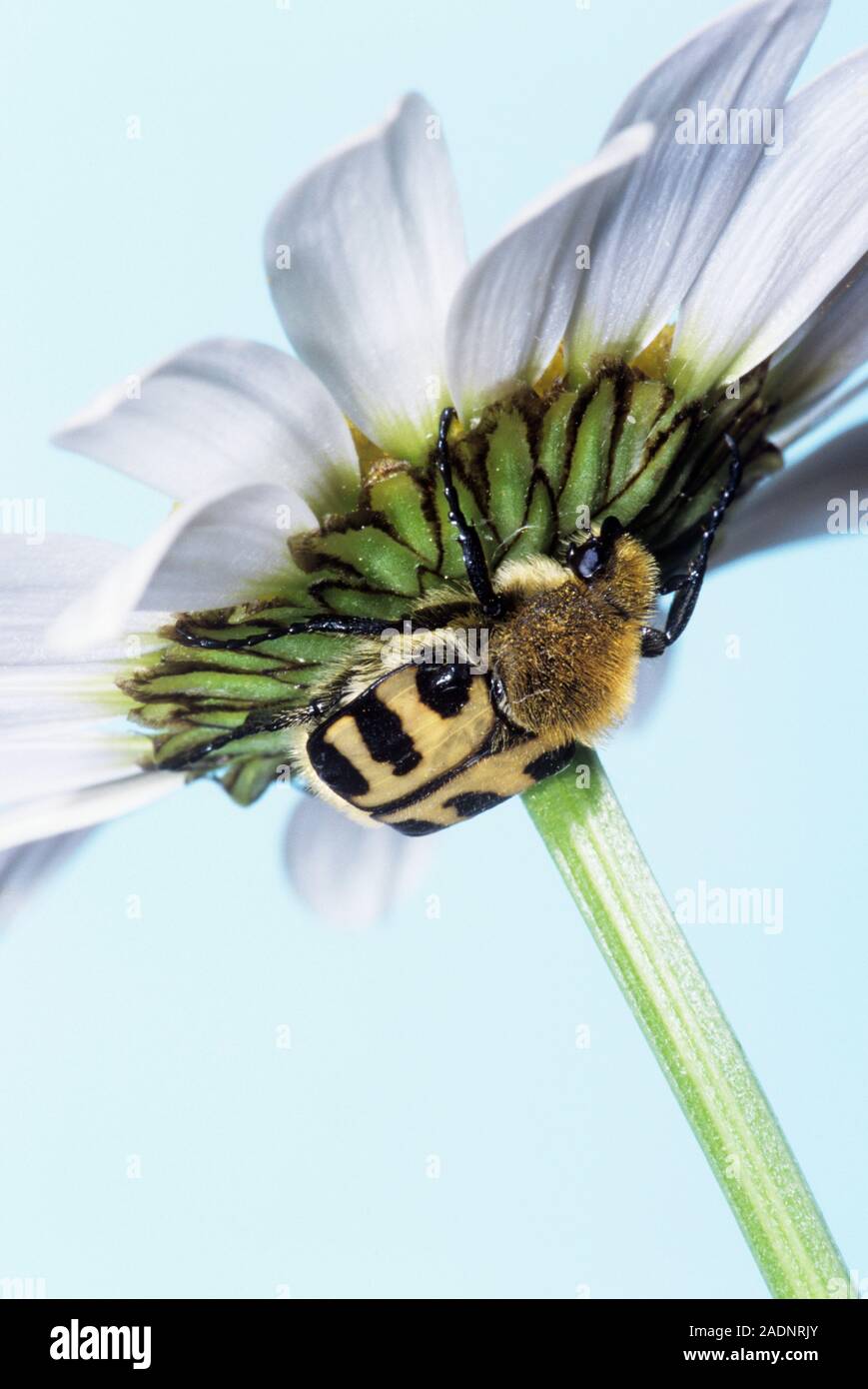Bee beetle (Trichius fasciatus) on the underside of a flower Stock ...