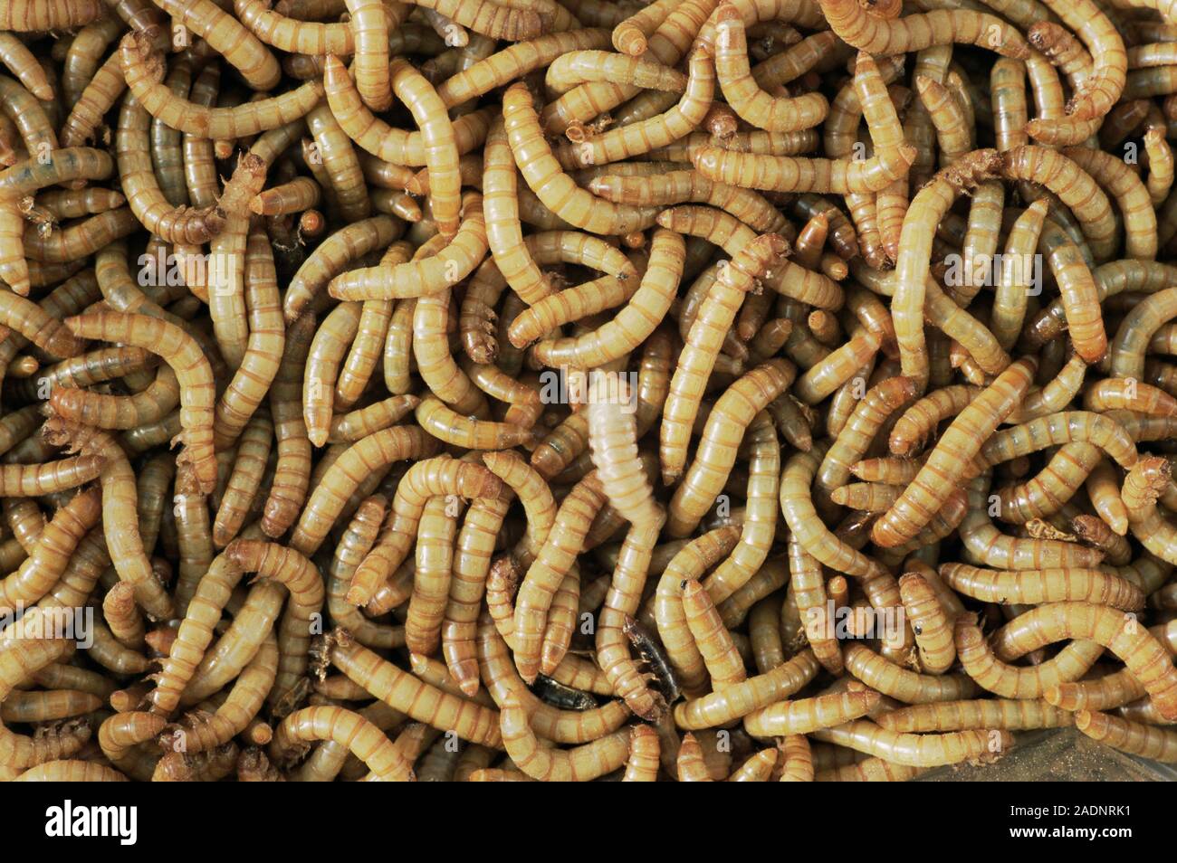 Mealworms (Tenebrio molitor). These are the larvae of the tenebrio ...