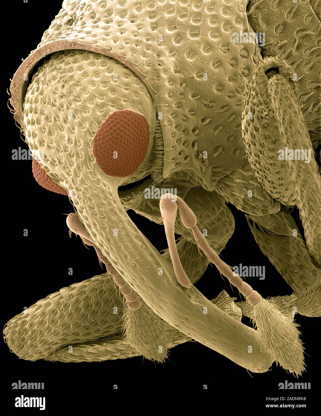 Weevil (Sitophilus sp.), coloured scanning electron micrograph (SEM ...