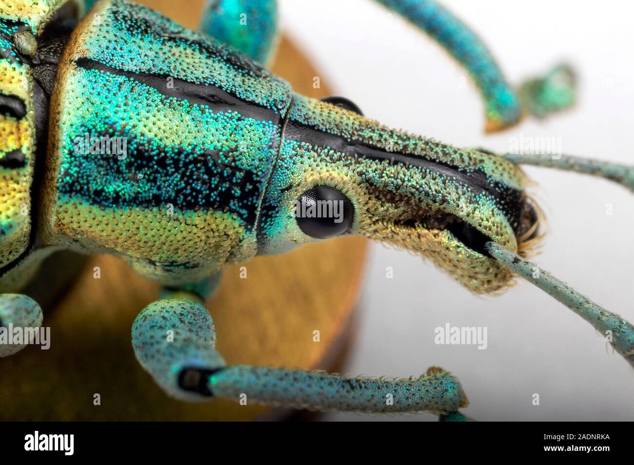 Weevil (Eupholus sp.). This weevil has iridescent scales, giving it a ...