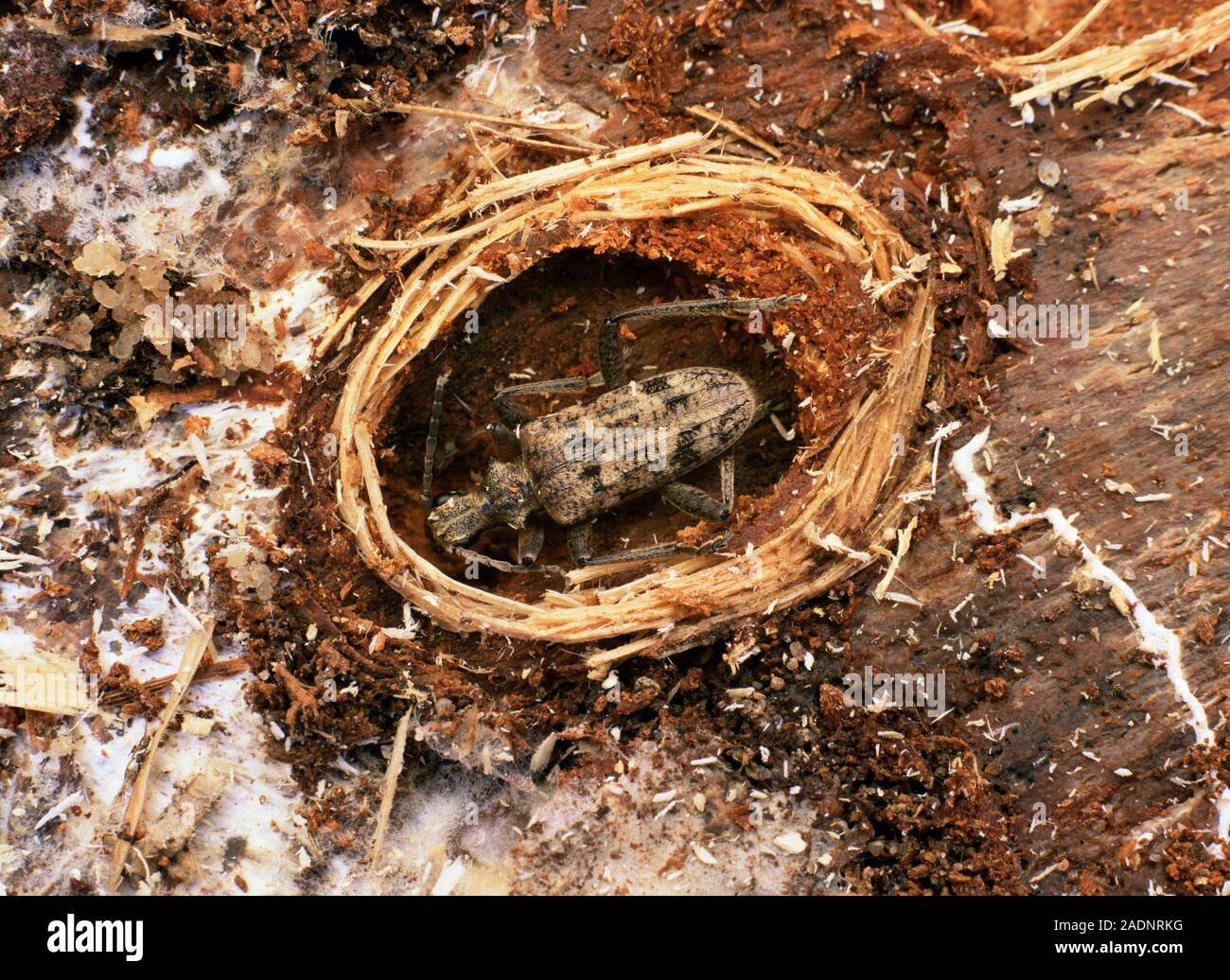 Ribbed pine borer beetle (Rhagium inquisitor) in a chamber made from ...