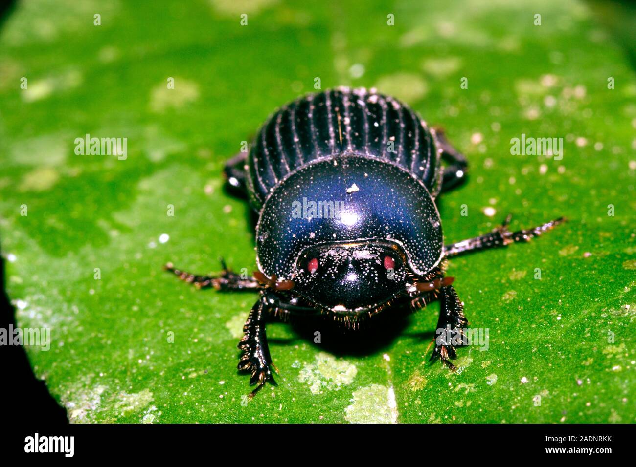 Dung beetle (family Scarabaeidae). This insect feeds on the undigested plant fibre within the ...