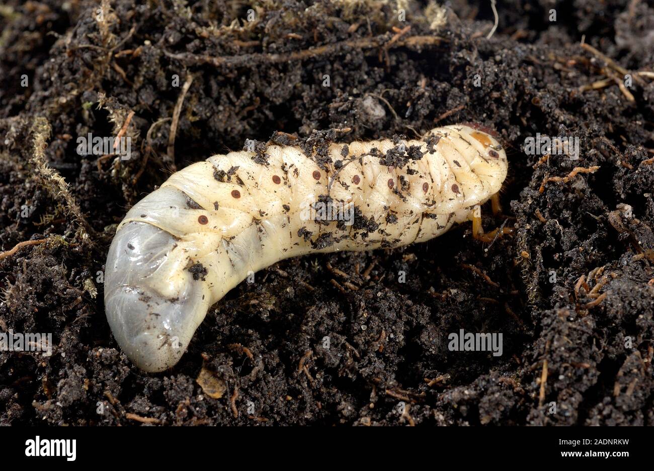 June beetle larva (Polyphylla fullo) in compost. The larva of this ...