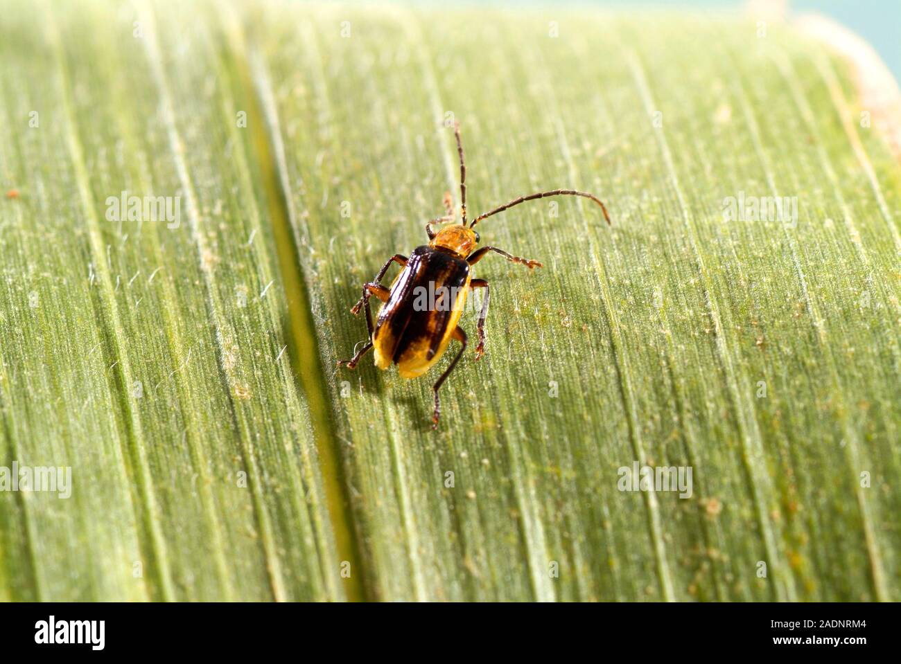Western corn rootworm beetle (Diabrotica virgifera virgifera) on a ...
