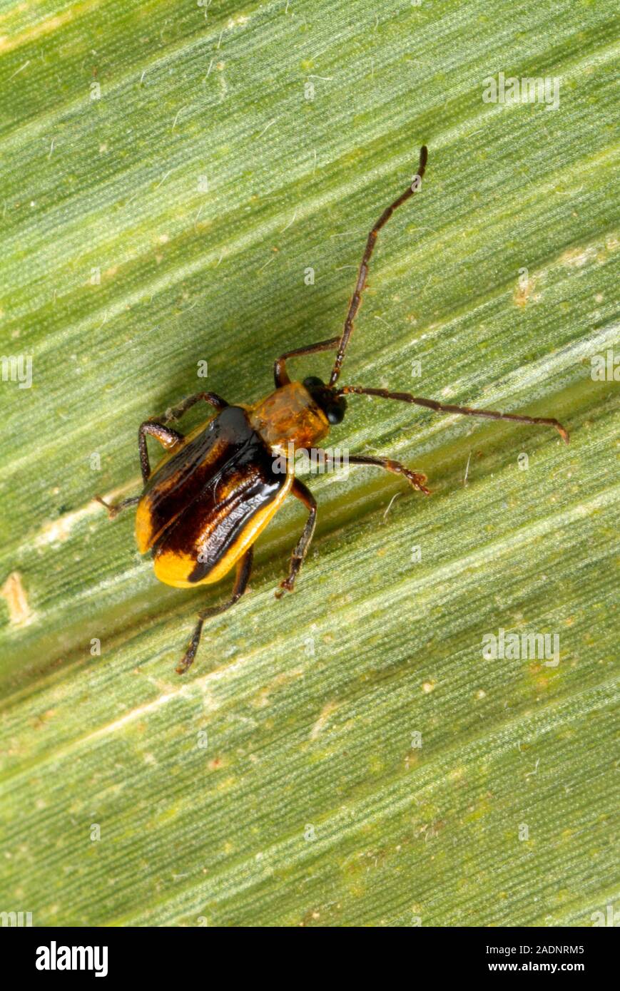 Western corn rootworm beetle (Diabrotica virgifera virgifera) on a ...