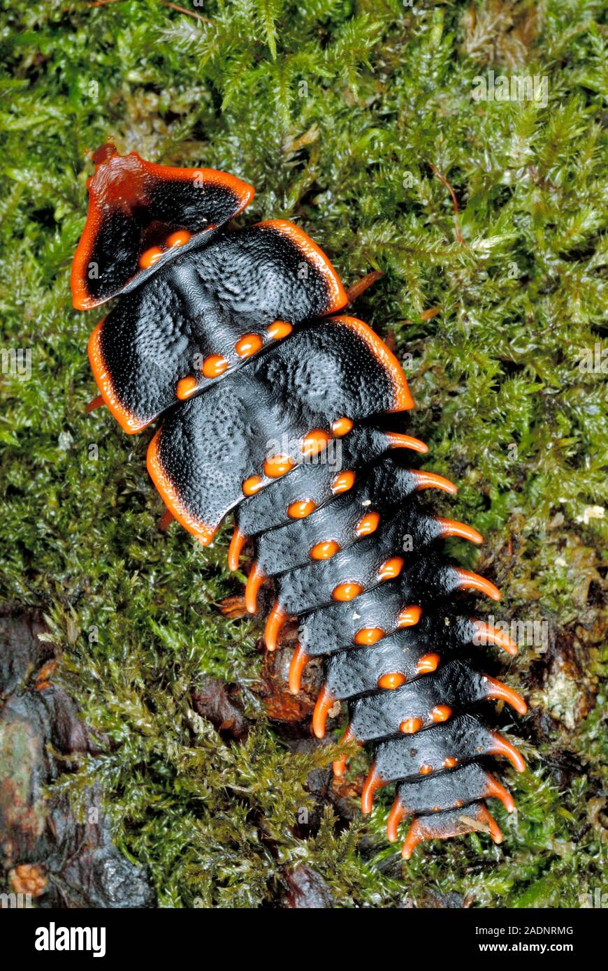 Trilobite beetle (Duliticola sp.) on a forest floor. This distinctive ...