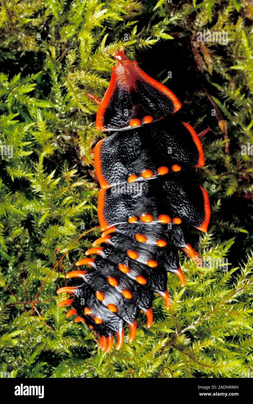 Trilobite beetle (Duliticola sp.) on a forest floor. This distinctive ...