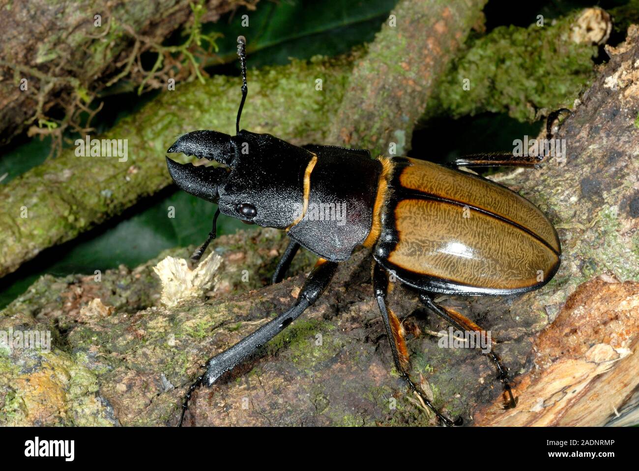 Stag beetle (Family Lucanidae) on rotting wood in a tropical forest ...