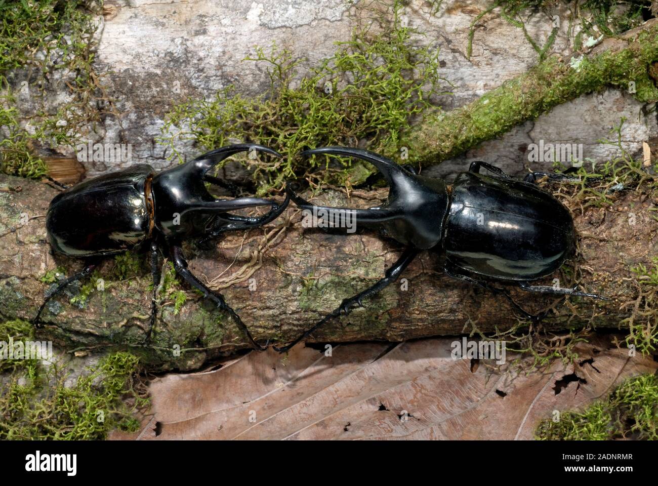 Male atlas beetles (Chalcosoma atlas, left, Chalcosoma caucaus, right ...