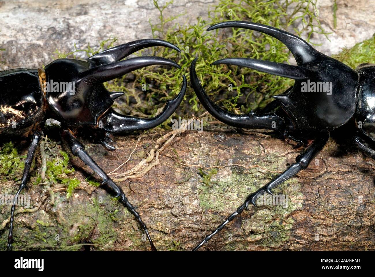 Male atlas beetles (Chalcosoma atlas, left, Chalcosoma caucaus, right ...