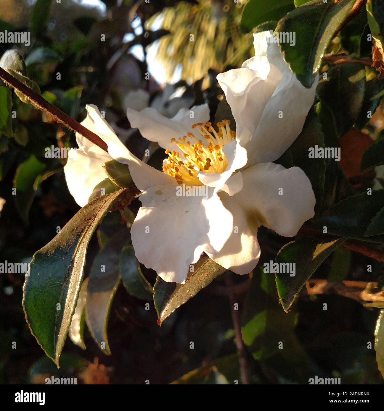 A white flower of Camellia sasanqua 'Setsugekka' with bright yellow ...
