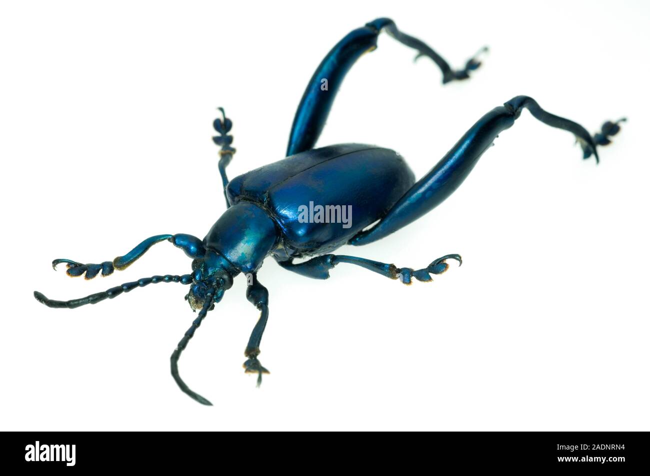 Frog beetle (Sagra sp.). All insects have six legs (three pairs ...