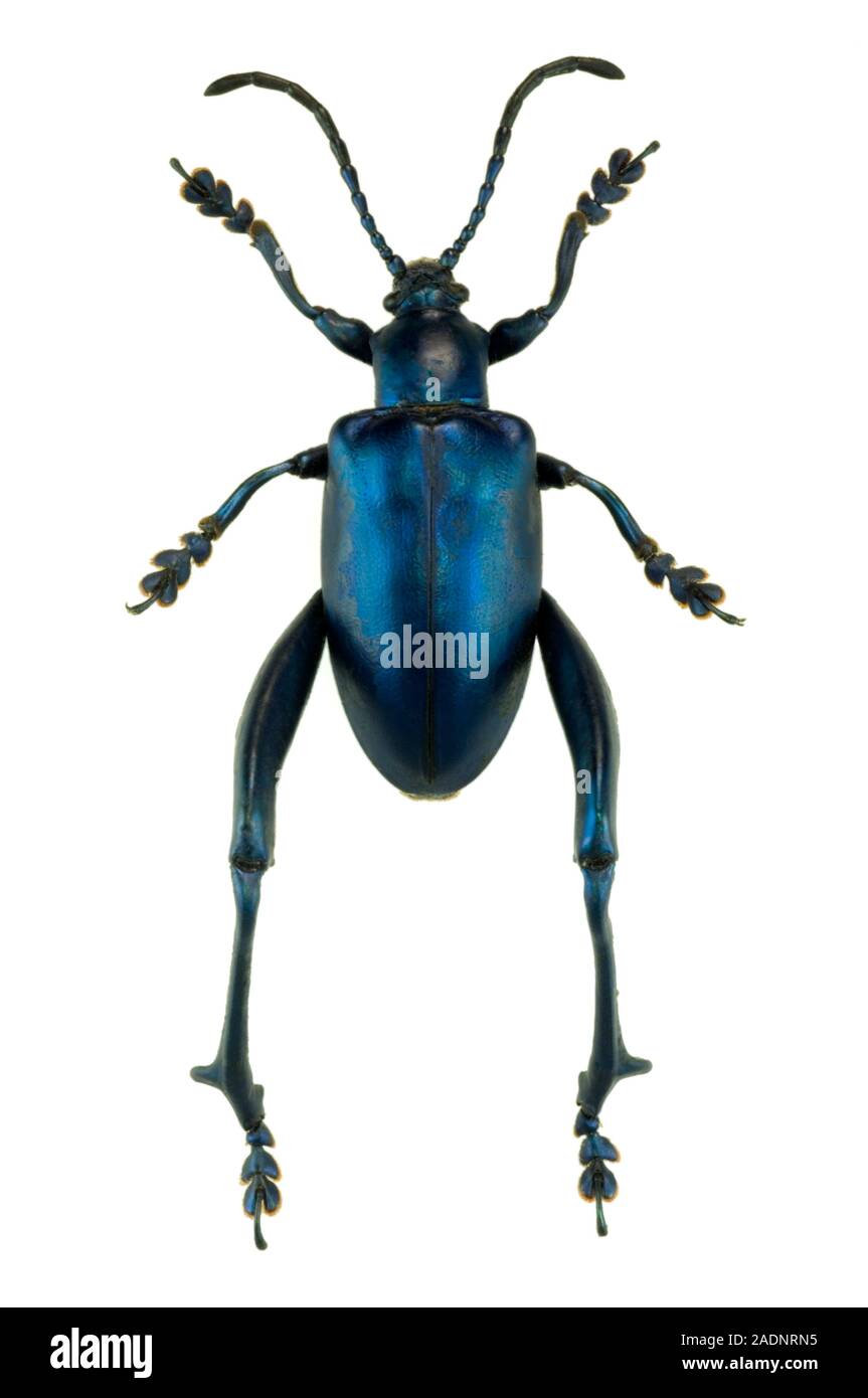 Frog beetle (Sagra sp.). All insects have six legs (three pairs ...