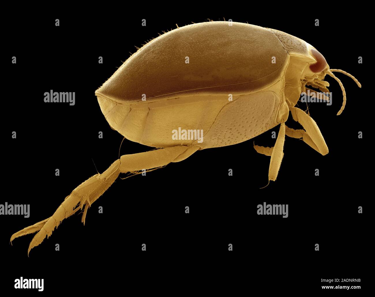 Male great diving beetle (Dytiscus marginalis), coloured scanning ...