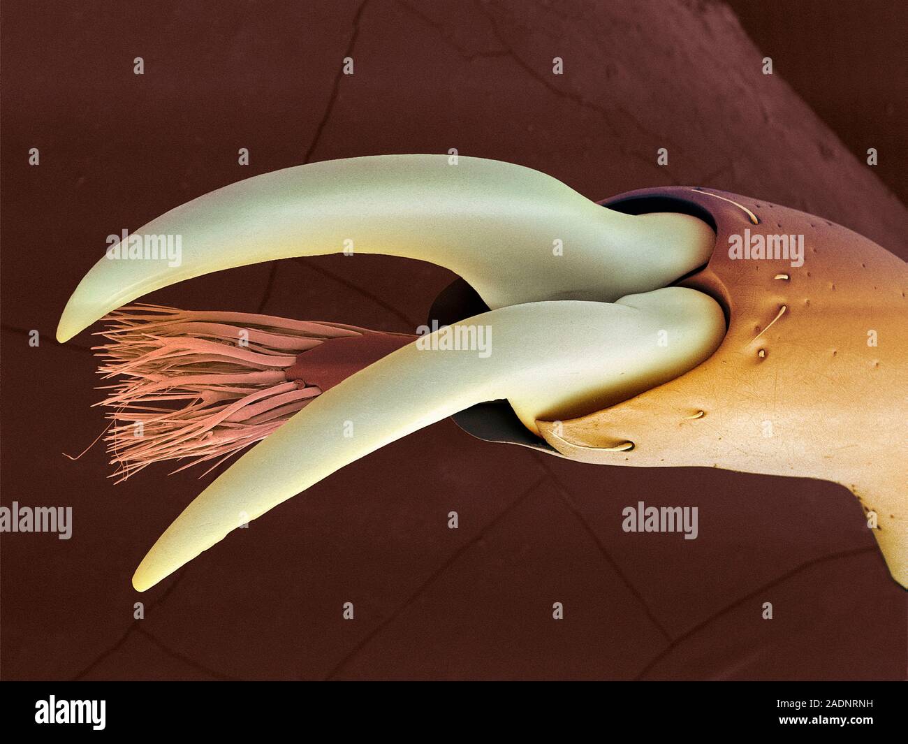 Hercules beetle foot. Coloured scanning electron micrograph (SEM) of ...