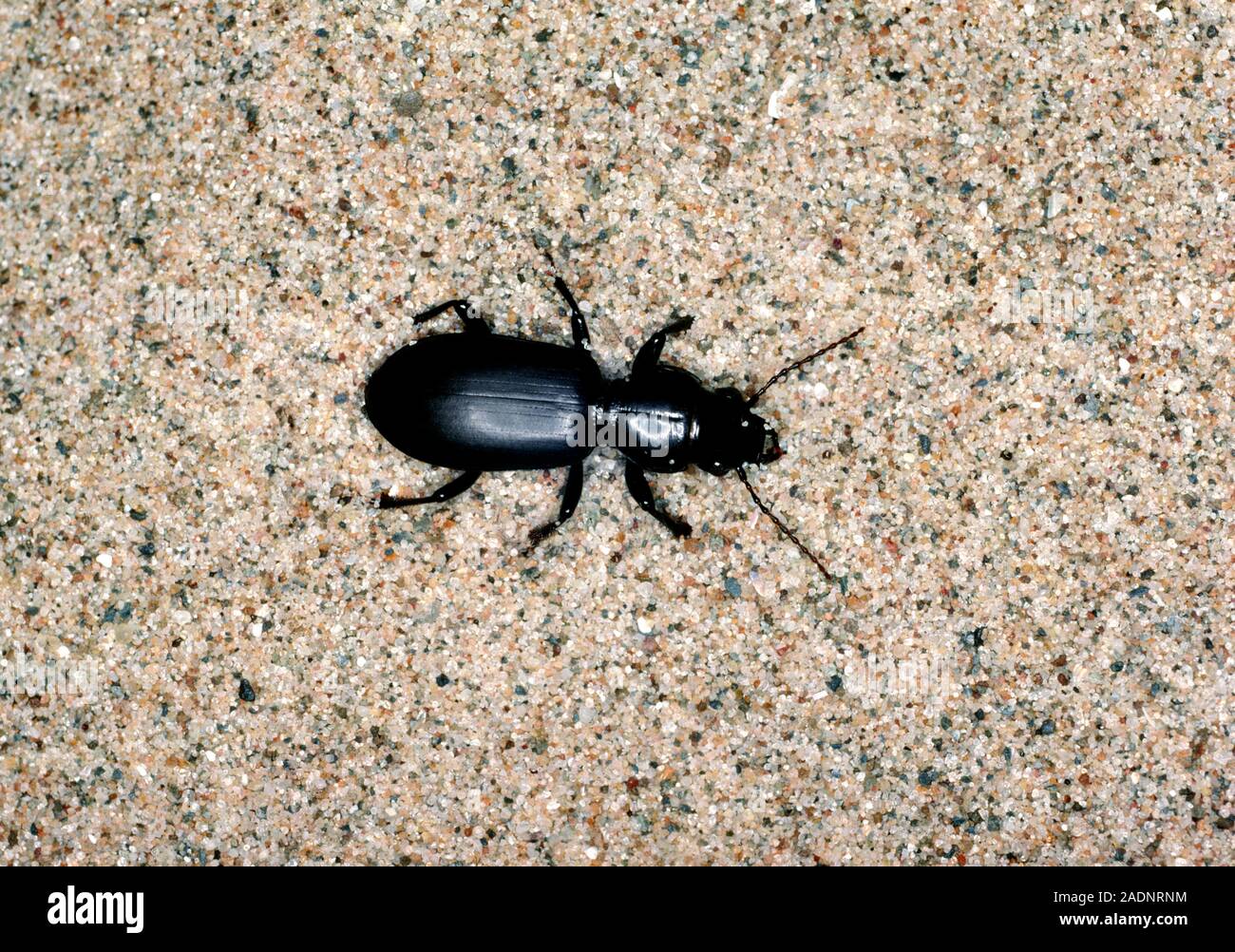 Ground beetle (Broscus cephalotes) on sand Stock Photo - Alamy