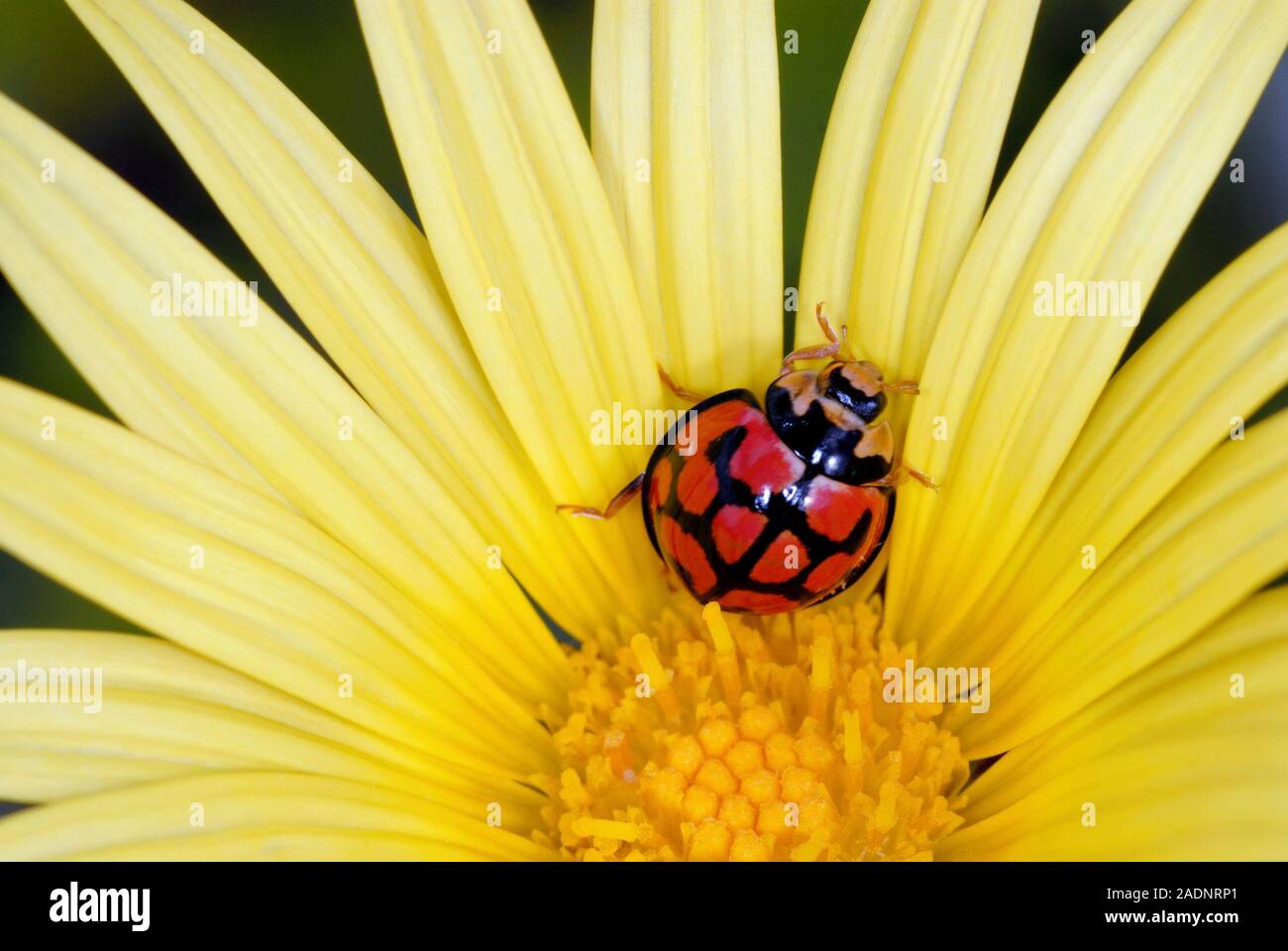 African ladybird (Cheilomenes lunata) in a yellow daisy. Photographed ...
